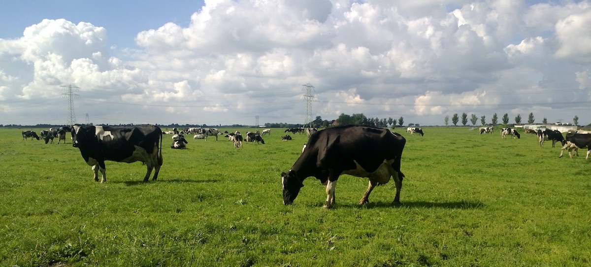 Kamperen in Friesland bij de echte Friese boer! - Travsl